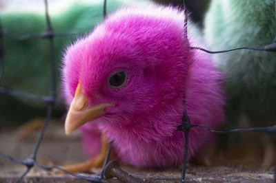 TROCOBLOG: SUCESOS MORTALES